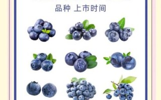 蓝莓哪个品种最好吃_蓝莓品种口感排行