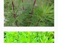 蒌怎么读_蒌蒿和蒌叶的区别
