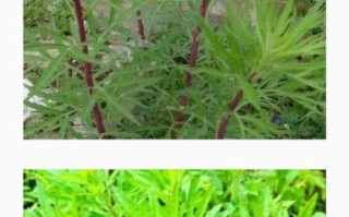 蒌怎么读_蒌蒿和蒌叶的区别