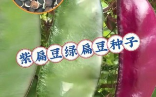 扁豆有哪些品种_扁豆怎么区分