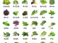 蔬菜种类100种名称_哪些蔬菜适合阳台种植