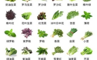 蔬菜种类100种名称_哪些蔬菜适合阳台种植
