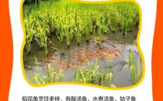 稻花鱼的营养价值_稻花鱼的功效与作用