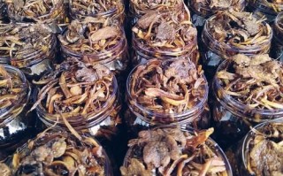 油鸡枞菌怎么保存_油鸡枞菌的做法步骤