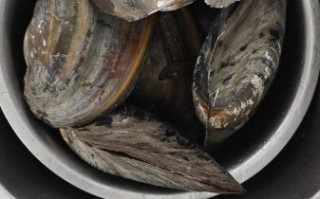 河蚌高压锅压多久才烂_河蚌高压锅多长时间能炖烂