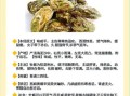 海蛎子补肾效果好吗_怎么吃最壮阳