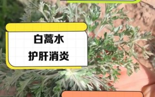 女人喝白蒿有什么好处_白蒿泡水喝的禁忌