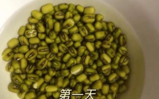 绿豆生长观察日记怎么写_绿豆发芽全过程记录