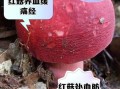 红菇怎么做好吃_红菇的食用方法有哪些
