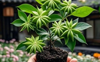 八角树苗怎么种_八角树苗价格多少钱一棵