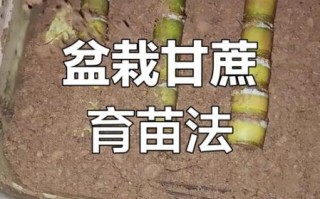 甘蔗什么时候种最合适_甘蔗种植方法步骤