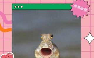 弹涂鱼怎么养_弹涂鱼吃什么