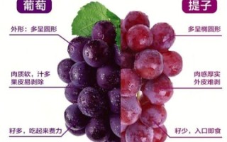 葡萄和提子的区别_哪个营养更高