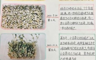 绿豆芽怎么发_发绿豆芽的详细步骤