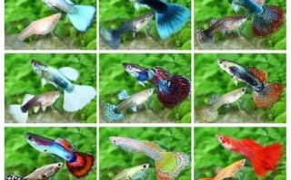 凤尾鱼下崽时忌讳什么_凤尾鱼繁殖注意事项