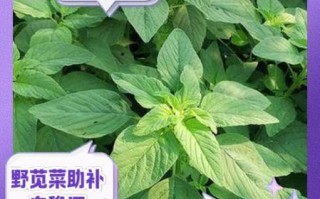 野苋菜怎么读_野苋菜的功效与作用