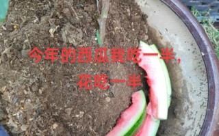 西瓜皮是谁_西瓜皮真实身份揭秘