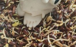 黑豆芽的功效与作用_黑豆芽怎么吃最营养