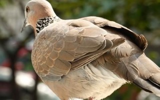 斑鸠图片怎么拍_斑鸠常见品种有哪些