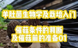 羊肚菌怎么种植_羊肚菌栽培技术要点