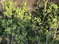 优质油茶树苗哪里有卖_如何挑选高产苗