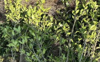 优质油茶树苗哪里有卖_如何挑选高产苗