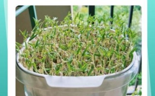 生豆芽的正确方法_怎么在家生豆芽