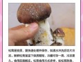 松茸蘑菇多少钱一斤_为什么价格差距这么大
