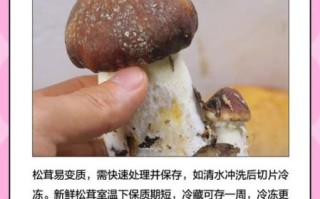 松茸蘑菇多少钱一斤_为什么价格差距这么大