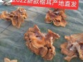 榆耳菌图片_榆耳菌怎么辨别真假