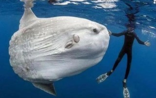 翻车鱼为什么叫翻车鱼_翻车鱼能长多大