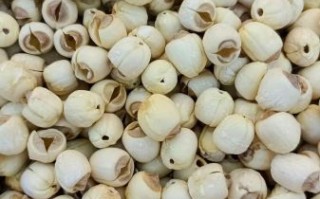 莲子图片大全_莲子高清图鉴
