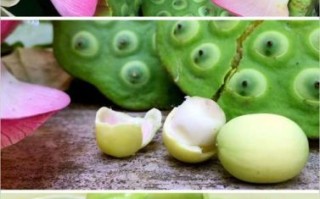 鲜莲子怎么吃_鲜莲子能生吃吗