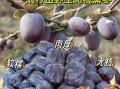 野生黑枣的功效与作用_野生黑枣怎么吃最好