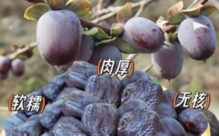 野生黑枣的功效与作用_野生黑枣怎么吃最好