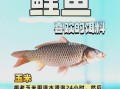 野钓鲤鱼用什么饵料_野钓鲤鱼怎么选钓位