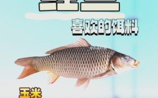 野钓鲤鱼用什么饵料_野钓鲤鱼怎么选钓位