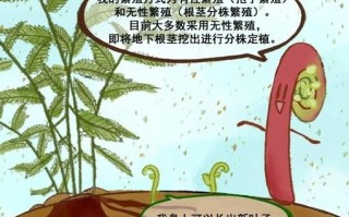 拳菜和蕨菜的区别_哪个更好吃