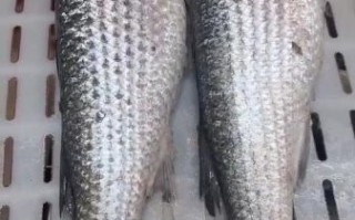 鲻鱼是什么鱼_鲻鱼好吃吗