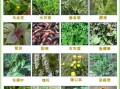 野菜有哪些品种_野菜图片大全及名称