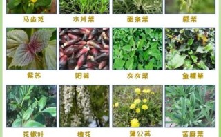 野菜有哪些品种_野菜图片大全及名称