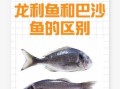 龙利鱼为什么便宜_龙利鱼是巴沙鱼吗