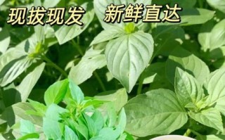 金芥菜图片_如何辨别真假金芥菜