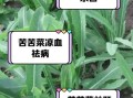 苦菜吃多了有什么副作用_苦菜禁忌人群