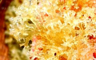 竹燕窝的功效与作用_竹燕窝的禁忌人群有哪些