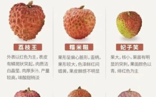 荔枝品种哪个好_妃子笑和桂味谁更甜