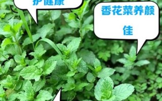 香花菜是薄荷吗_香花菜和薄荷的区别