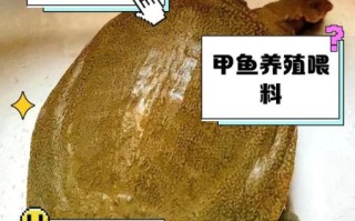 甲鱼怎么养才能活得久_甲鱼吃什么长得快