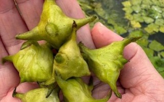 菱角在古代的寓意是什么_菱角象征什么