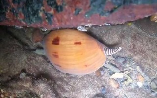 油螺多少钱一斤_油螺价格受哪些因素影响